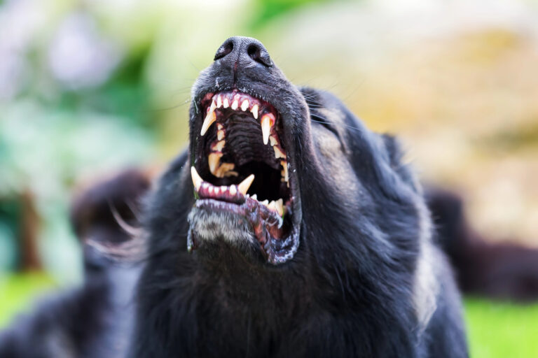 Can You Sue a Landlord for a Dog Bite in Baton Rouge? - Rozas Injury Law